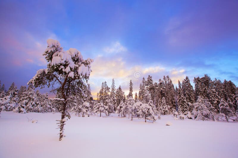 Beautiful Winter Landscape Snow Tree Stock Photo - Image of freeze ...