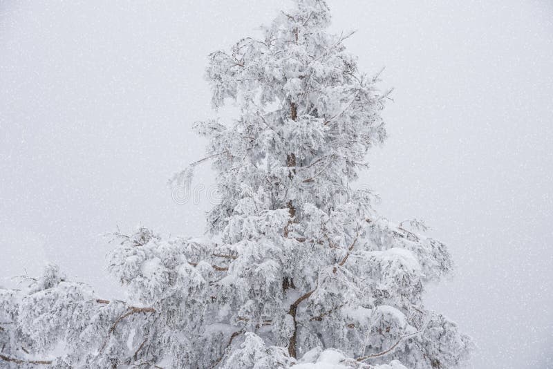 Snow Pine Trees stock image. Image of frost, outdoor - 113701241