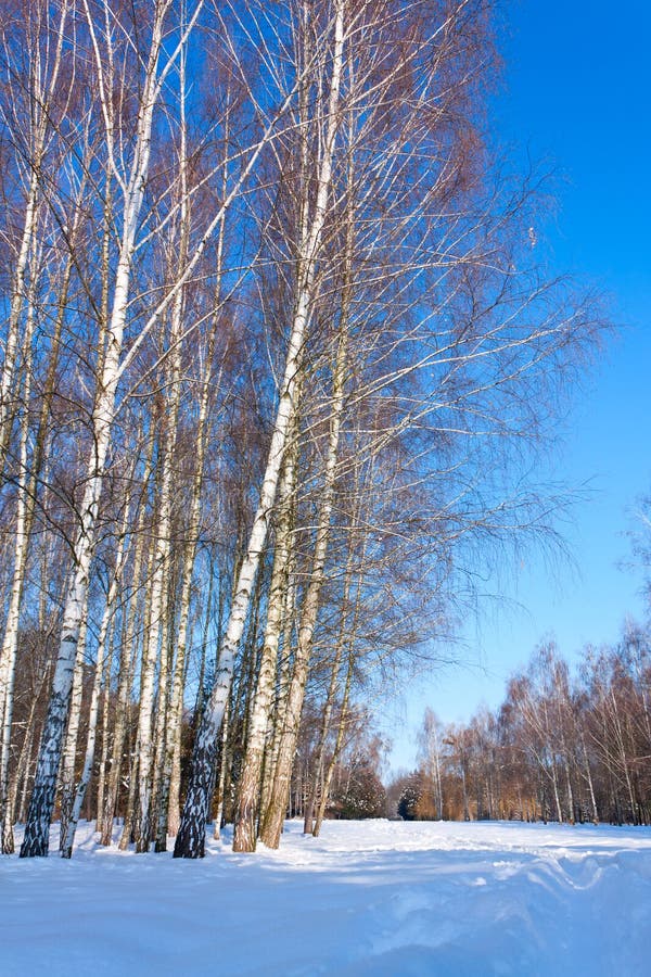 Beautiful Winter Landscape with Snow and Trees Stock Photo - Image of ...