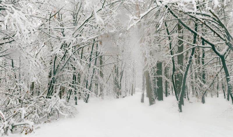 Beautiful Winter Landscape Beautiful Snowy Forest Forest Path Stock ...