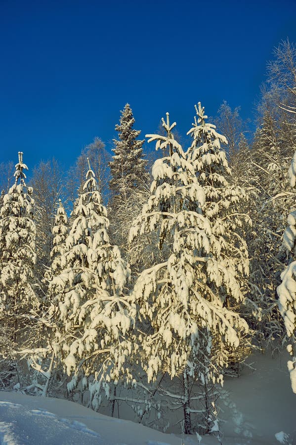 Beautiful Winter Landscape, Snowy Forest Taiga Stock Photo - Image of ...