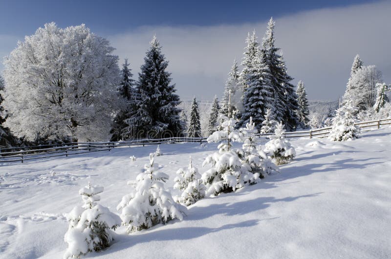 Beautiful Winter Landscape with Snowy Trees Stock Photo - Image of tree ...