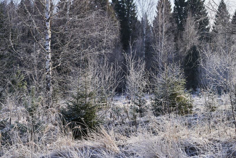 Beautiful Winter Landscape with Trees Covered with Ice Crystals Stock ...