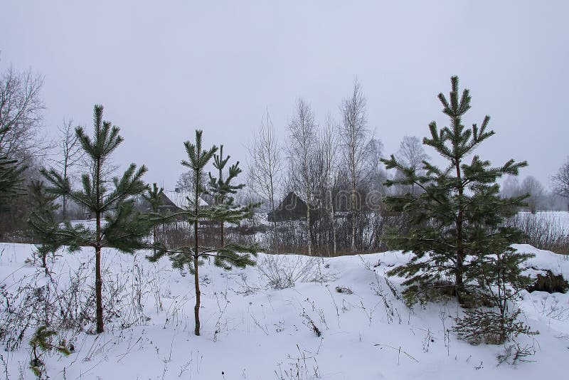 Beautiful Winter Landscape with Trees in Snow Stock Image - Image of ...