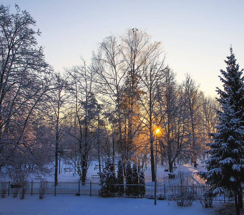 Beautiful Winter Landscape with Trees in Snow. Sunset Light Stock Photo ...