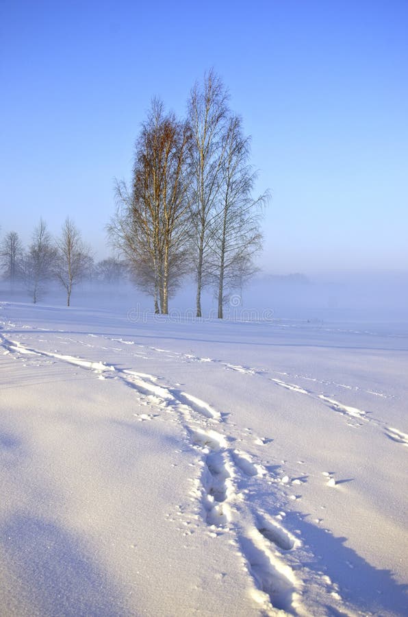 Beautiful Winter Morning in Park and Mist Stock Photo - Image of ...