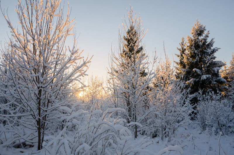 Beautiful Winter Morning with Snow Stock Photo - Image of hoarfrost ...