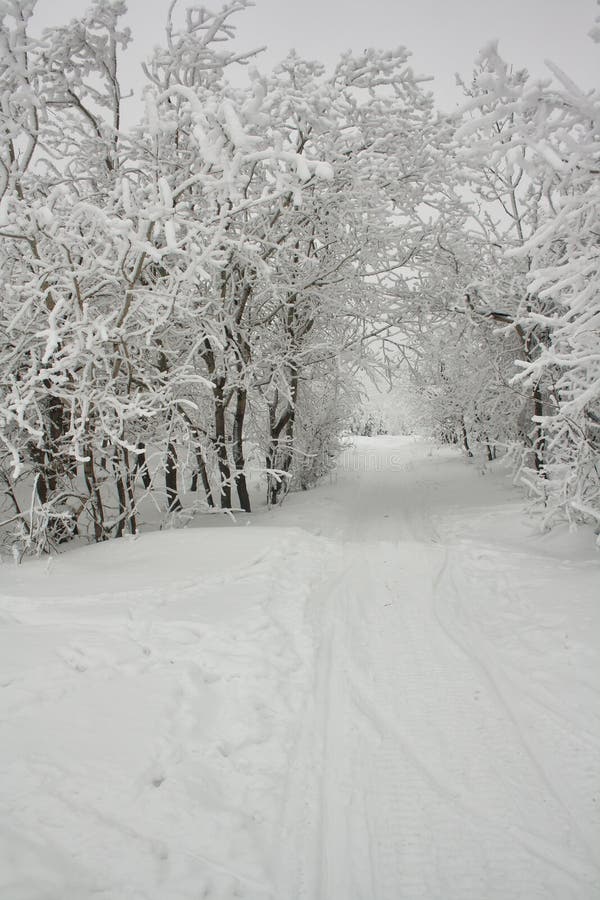 Beautiful Winter Nature Landscape, Trees Covered Snow Stock Image ...