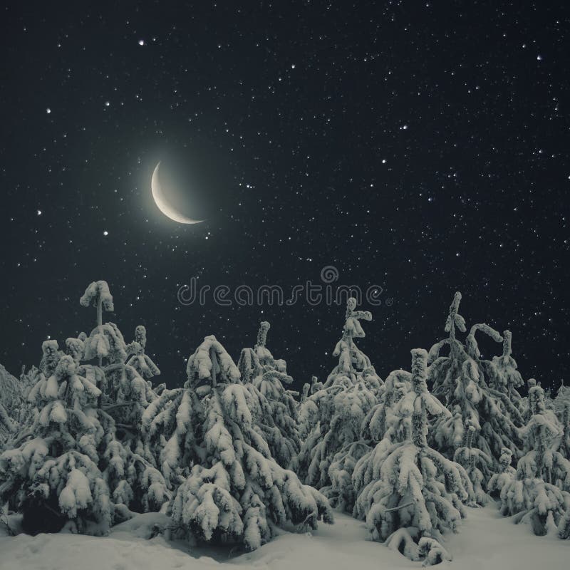 Beautiful Winter Nature Night Landscape. Pine Trees Covered Snow Stock ...