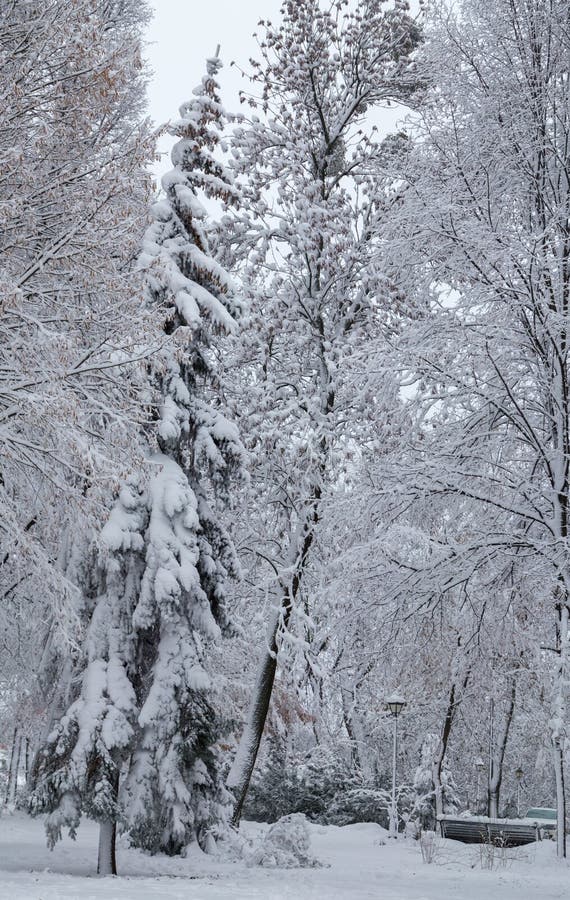 Beautiful Winter Panorama with Snow Covered Trees Stock Image - Image ...
