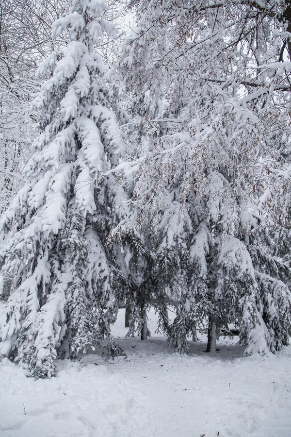 Beautiful Winter Panorama with Snow Covered Trees Stock Photo - Image ...