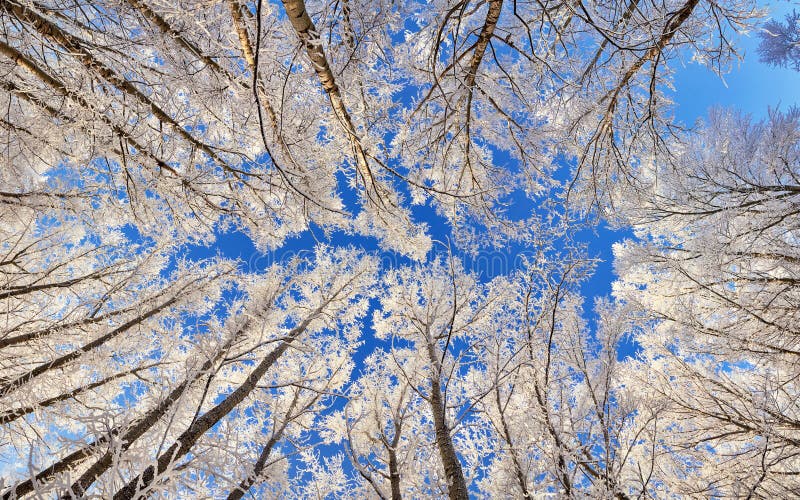 Beautiful Winter Park, Trees in Hoarfrost Stock Image - Image of bottom ...
