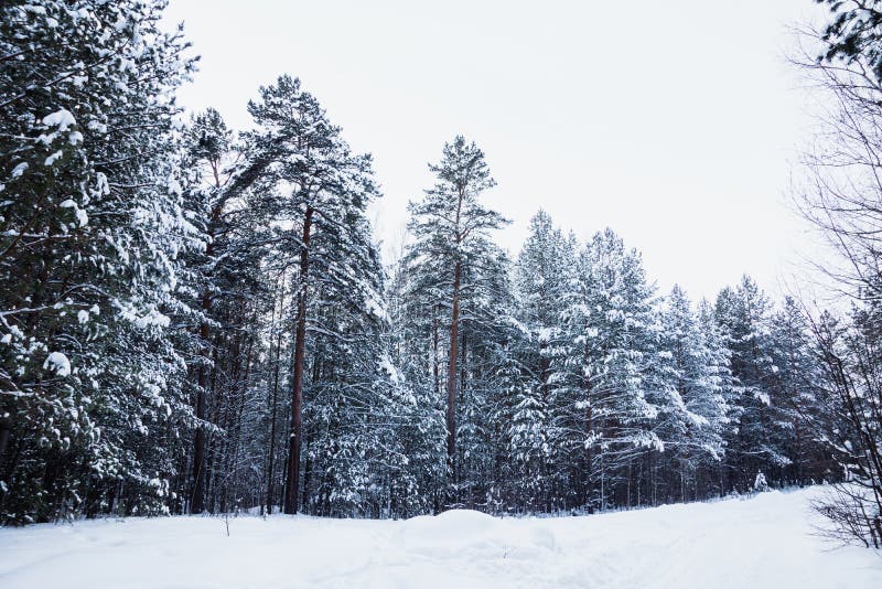 Beautiful Winter in Pine Forest Stock Image - Image of landscape, path ...