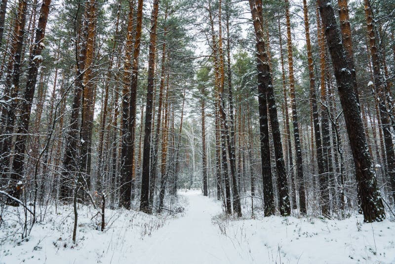 Beautiful Winter in Pine Forest. Winter Lanscape. Stock Photo - Image of branches, bright: 164318366