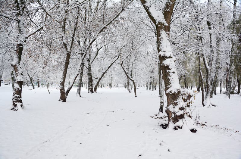 Beautiful Winter Scene with Park Road and Trees Covered Snow. Winter ...