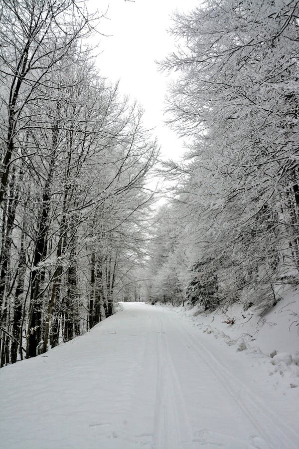 Beautiful Winter Scenery in the Forest with Tall Bare Trees Stock Image ...