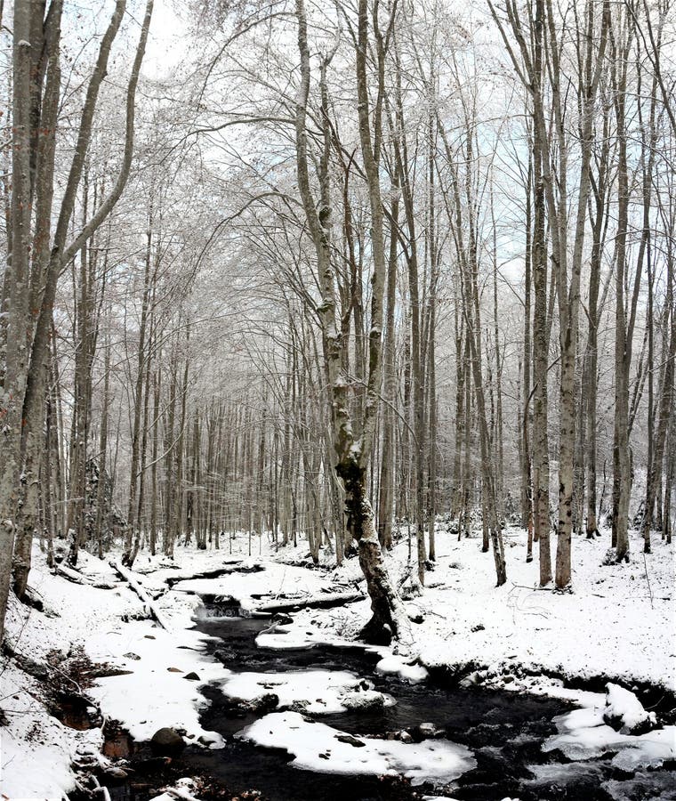 Beautiful Winter Scenery in the Forest with Tall Bare Trees Stock Photo ...