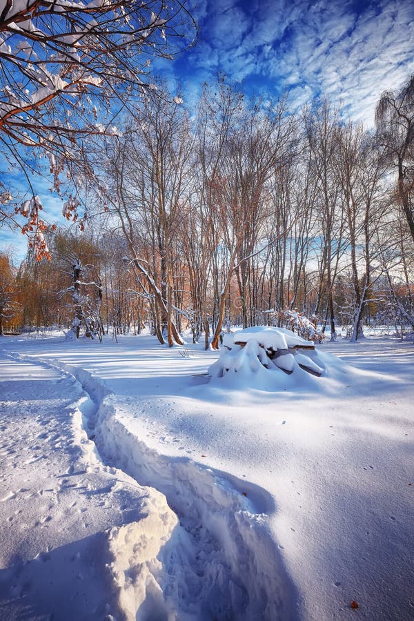 Beautiful Winter Scenery with Trees in the Snow Stock Photo - Image of ...