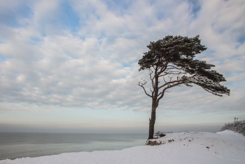 Beautiful Winter Seascape with Pine on the Seashore Stock Photo - Image ...