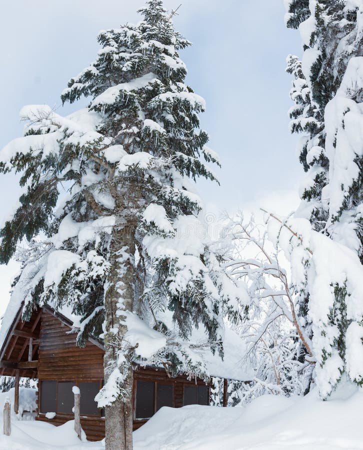 Beautiful Winter Snow Covered Trees and Small Hut in Snowfall Da Stock ...