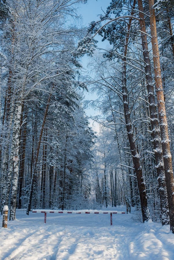 Beautiful Winter Snow Forest with Blue Sky on the Background Stock ...