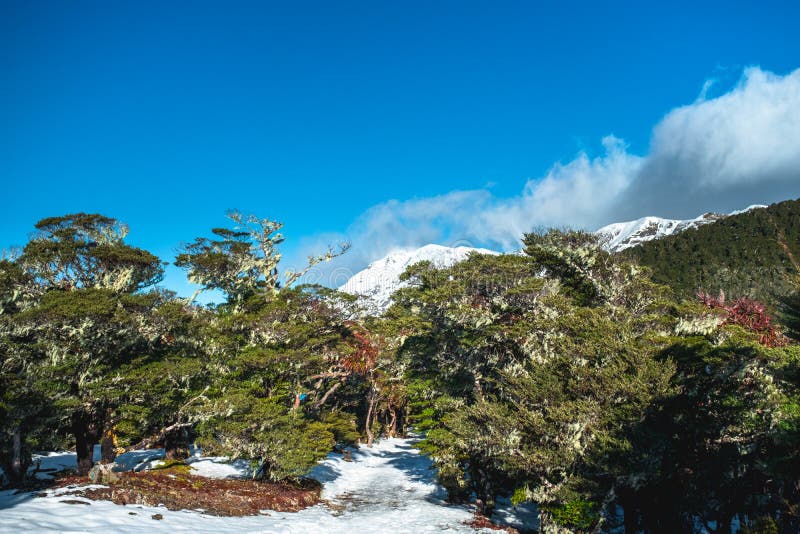 Beautiful Winter Snow Forest and the Morning Light. I Stock Photo ...