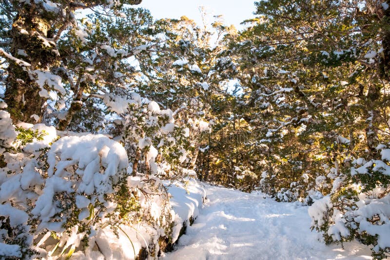 Beautiful Winter Snow Forest and the Morning Light. I Stock Photo ...