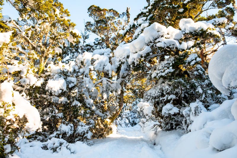 Beautiful Winter Snow Forest and the Morning Light. I Stock Image ...