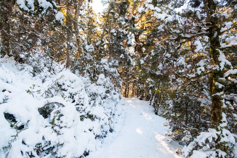 Beautiful Winter Snow Forest and the Morning Light. I Stock Image ...