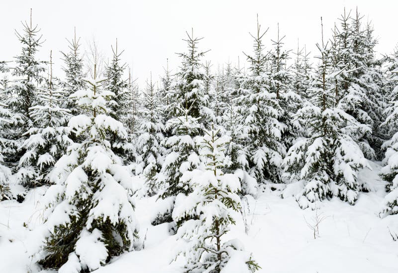 Beautiful Winter Snowy Forest Landscape Stock Image - Image of amazing ...