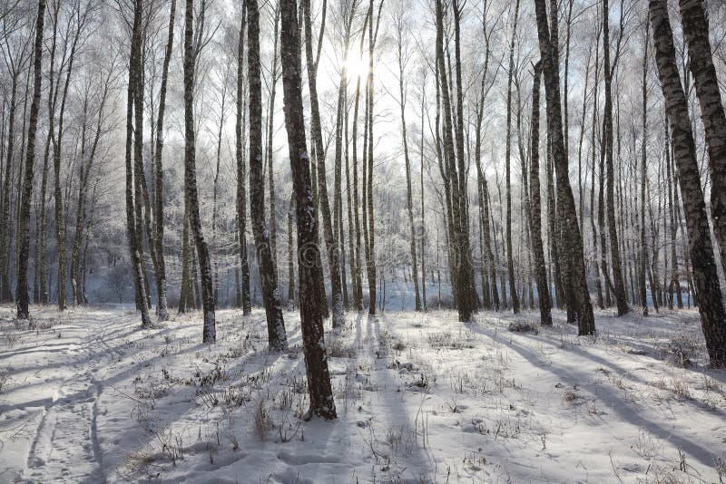 Beautiful Winter Sun with Trees in the Snow Stock Photo - Image of ...