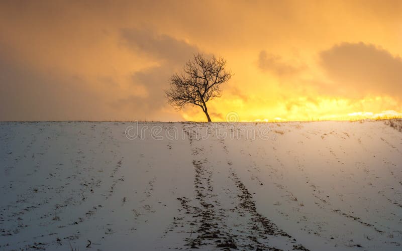 Beautiful Winter Sunset with a Single Tree in the Snow Stock Photo ...