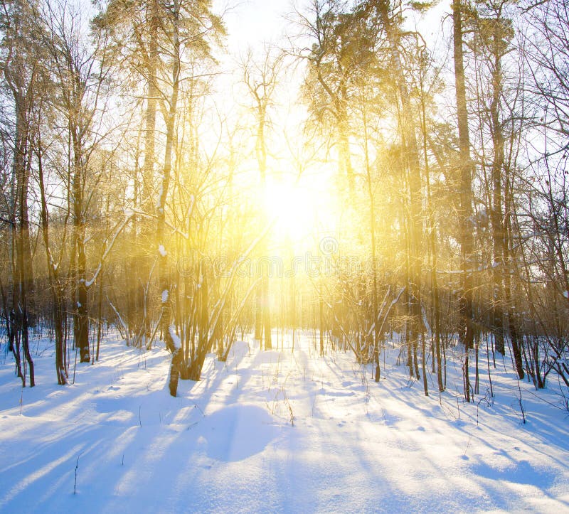 Beautiful Winter Sunset with Trees in Snow Stock Photo - Image of ...