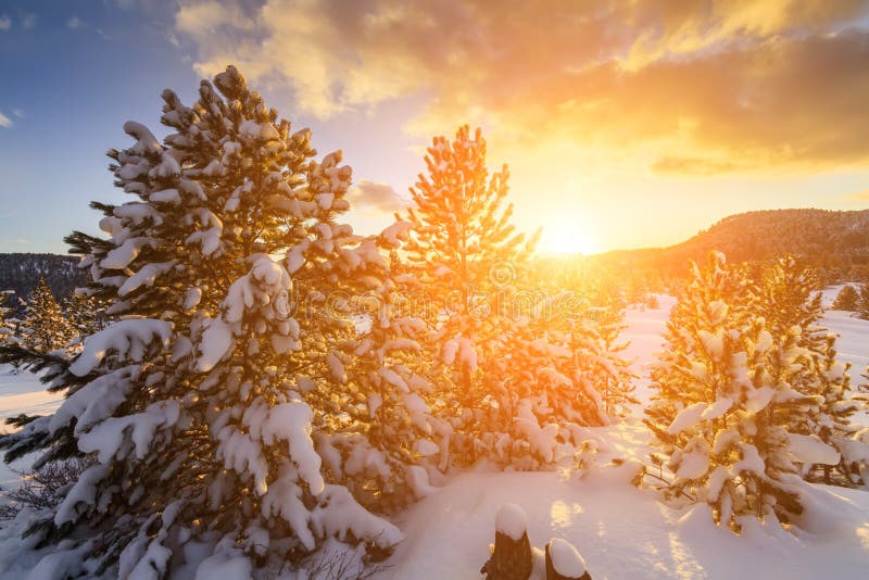 Beautiful Winter Sunset with Trees in the Snow Stock Photo - Image of ...