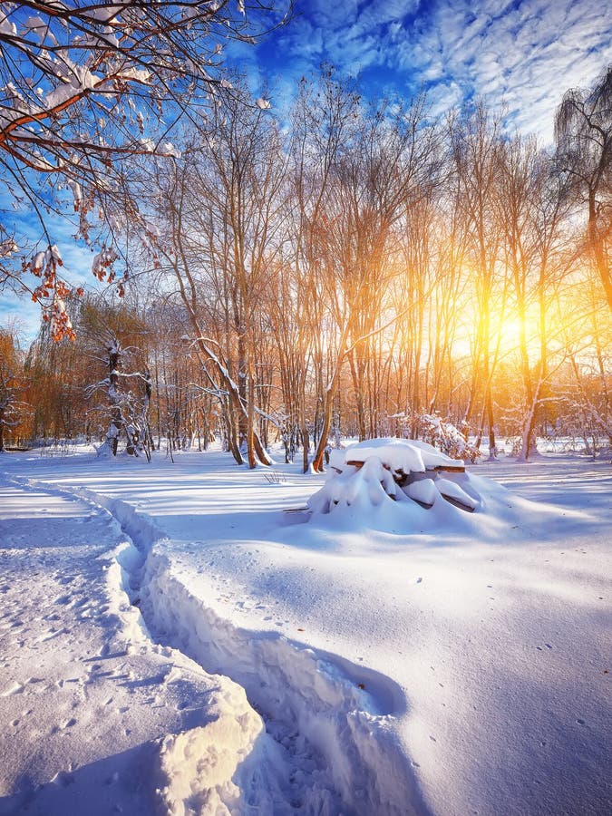 Beautiful Winter Sunset with Trees in the Snow Stock Image - Image of ...