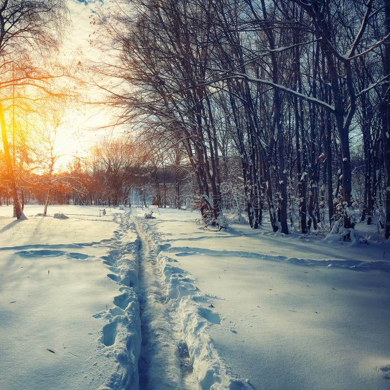 Beautiful Winter Sunset with Trees in the Snow Stock Photo - Image of ...