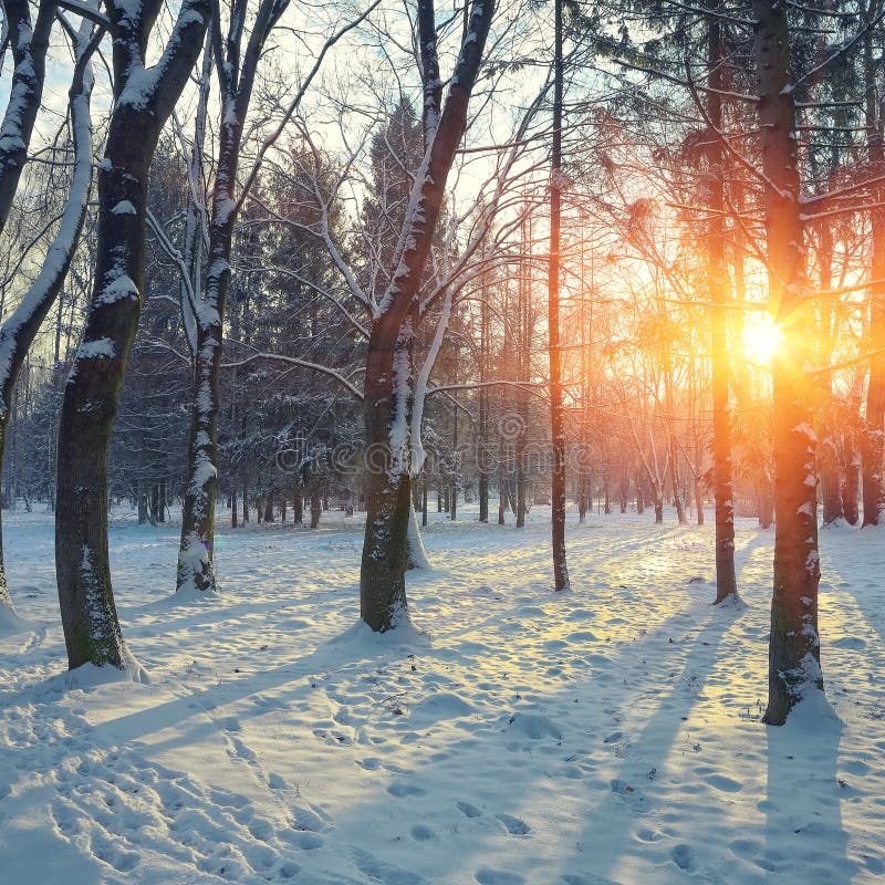 Beautiful Winter Sunset with Trees in the Snow. Stock Image - Image of ...