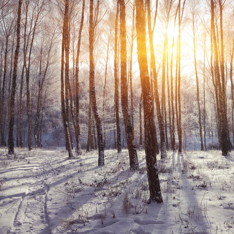 Beautiful Winter Sunset with Trees in the Snow Stock Image - Image of ...