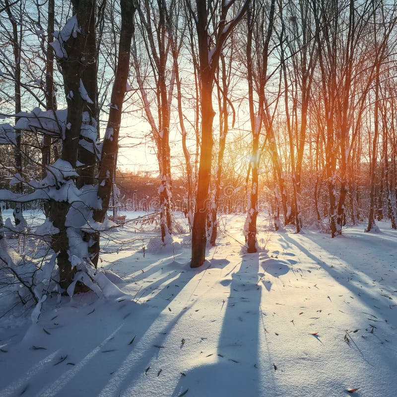 Beautiful Winter Sunset with Trees in the Snow Stock Image - Image of ...