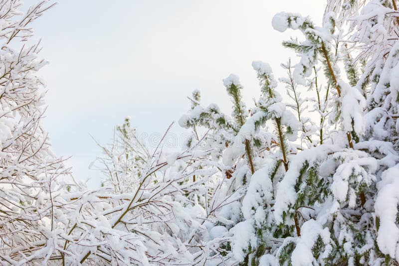 Beautiful Winter Trees Branches with a Lot of Snow Stock Image - Image ...