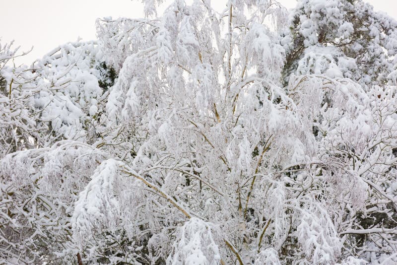 Beautiful Winter Trees Branches with a Lot of Snow Stock Image - Image ...
