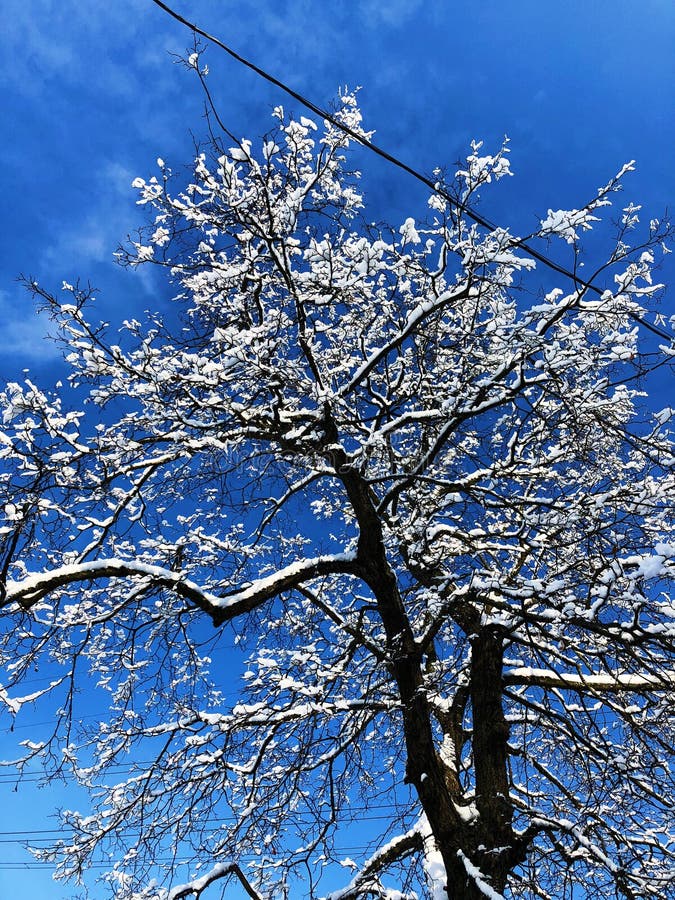 Beautiful Winter Trees in the Snow in the Forest Stock Image - Image of ...
