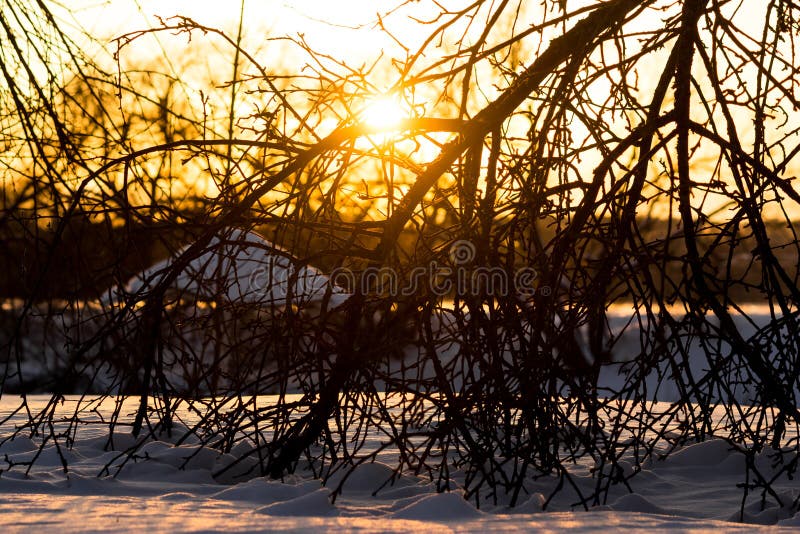 Beautiful Winter View of Tree Branches Lit by the Sun Stock Image ...