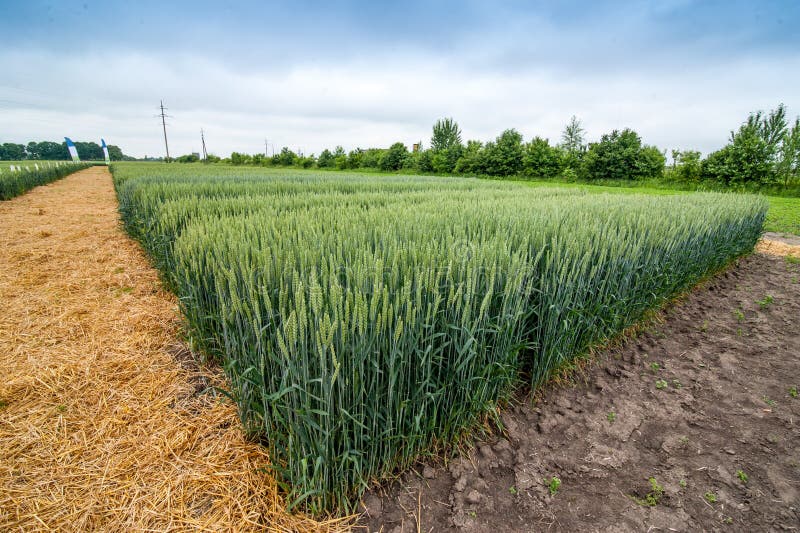 Demonstration Sectors of Plot Grain Crops, New Varieties Winter Wheat ...