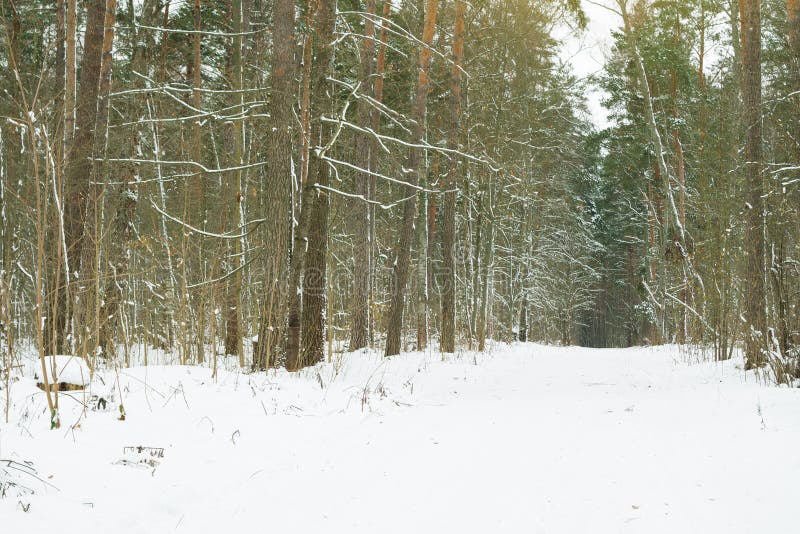 Pathway among Trees Covered with Snow in the Forest. Stock Photo ...