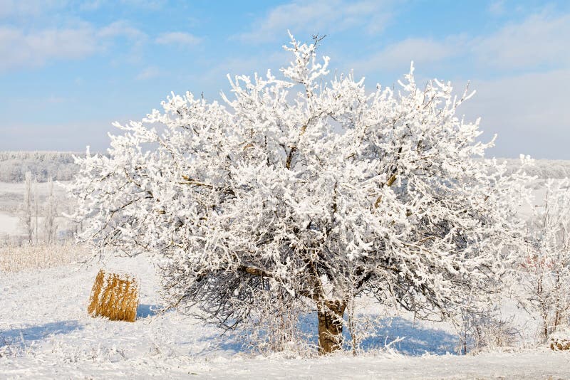 Beautiful wintertime stock photo. Image of cold, snow - 84277018