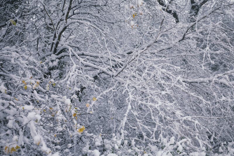 Frosty Winter Trees Branches Background Stock Image - Image of december ...