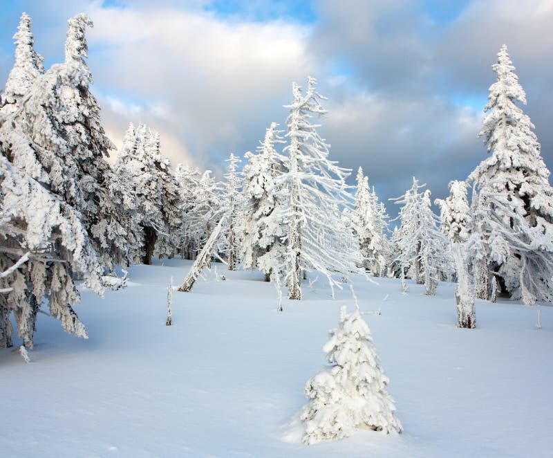 Snowy wood on mountains stock photo. Image of life, frost - 29941320