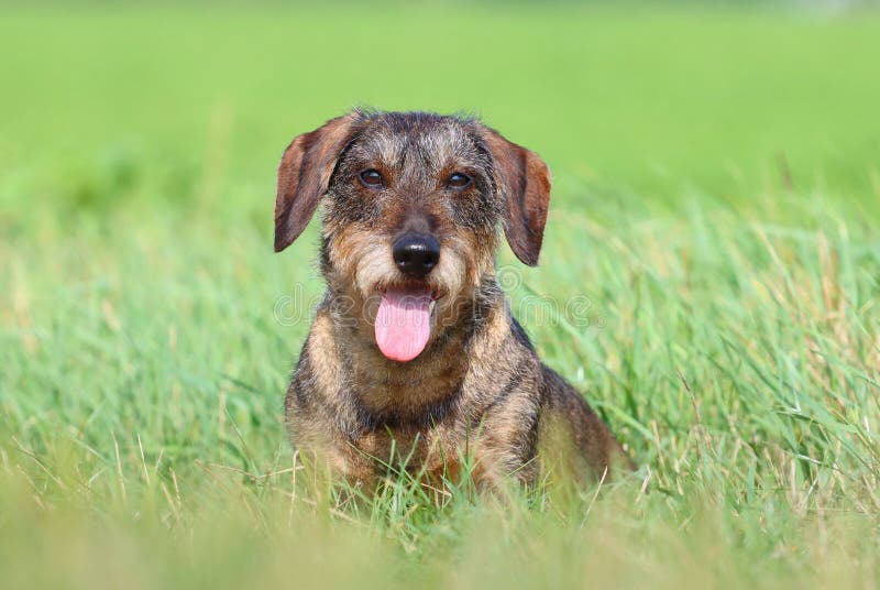 Beautiful Wire Haired Badger Dog Stock Photo - Image of canine, mammal ...