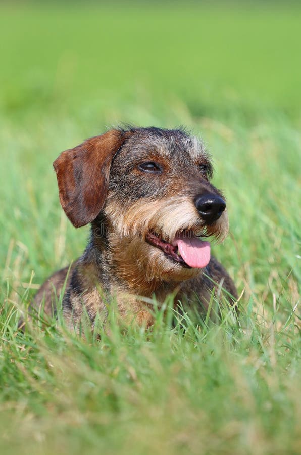 Beautiful Wire Haired Badger Dog Stock Photo - Image of doggie, game ...